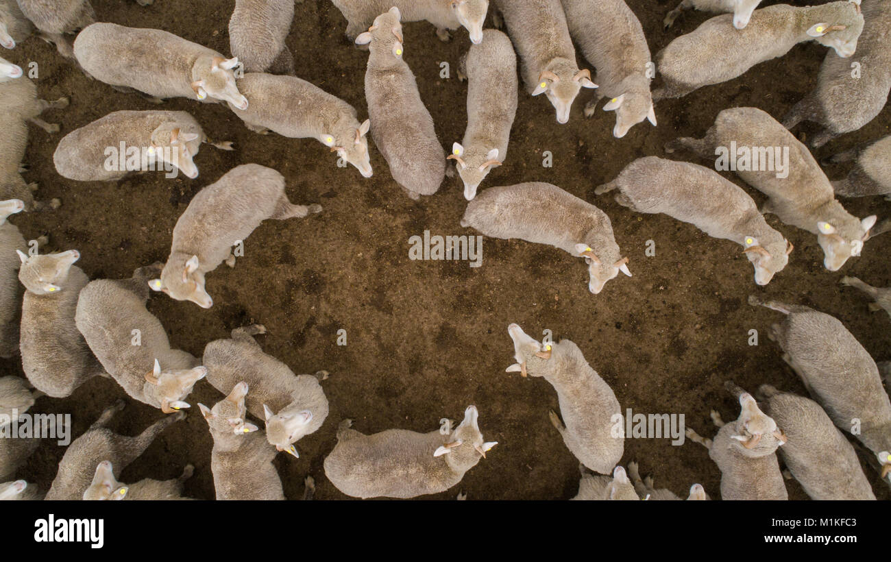 Aerial view over a flock of sheep on a farm Stock Photo - Alamy
