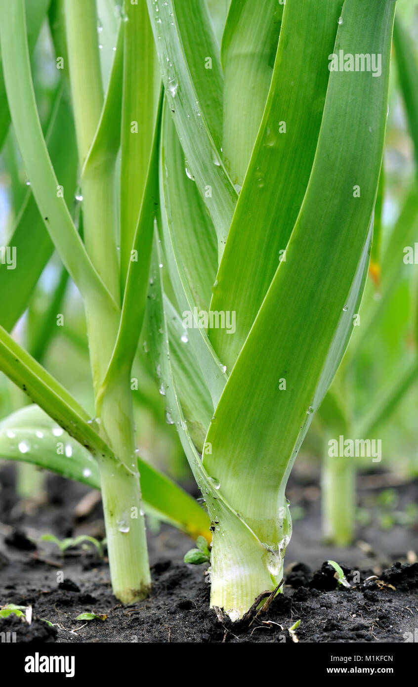 organically cultivated leek plantation in the vegetable garden after ...