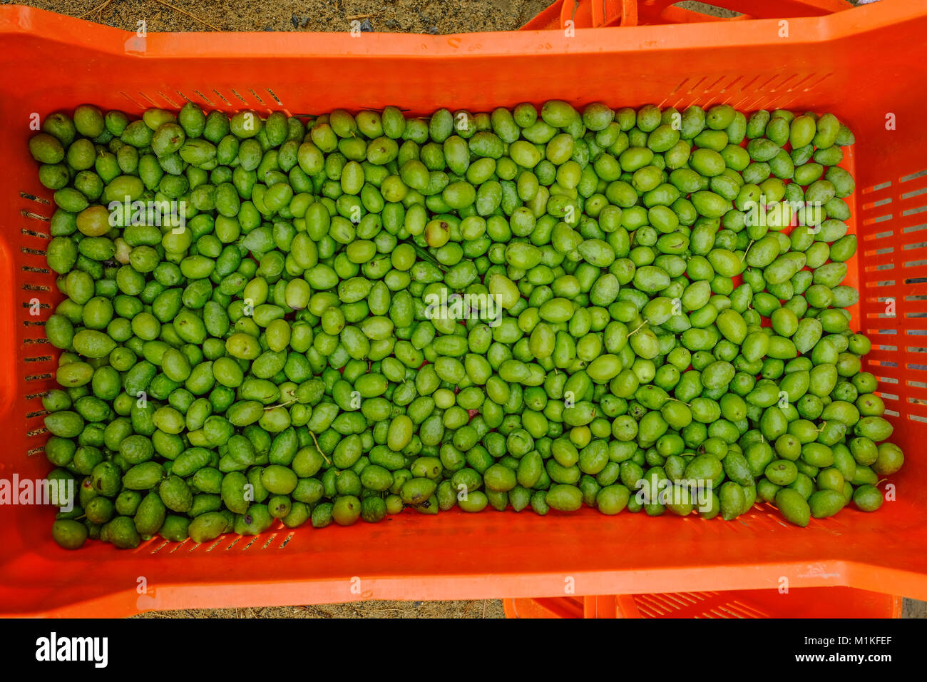 Selection of fresh raw green olives, natural and organic Stock Photo ...