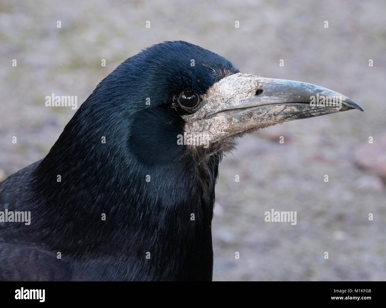 Crow feathers close up hi-res stock photography and images - Alamy