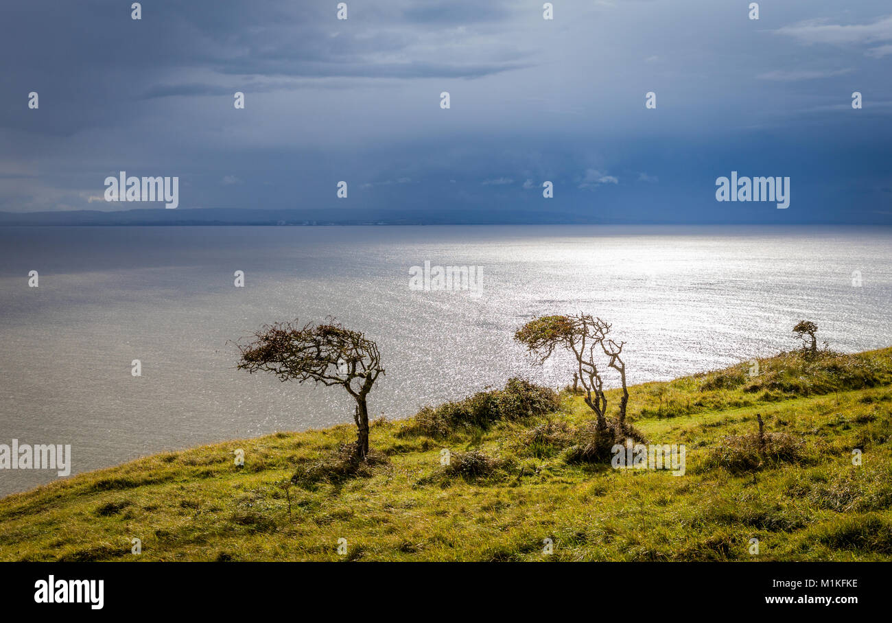 Hawthorn trees hi-res stock photography and images - Alamy