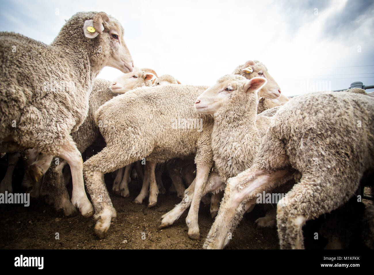 Sheeps in a pen hi-res stock photography and images - Alamy