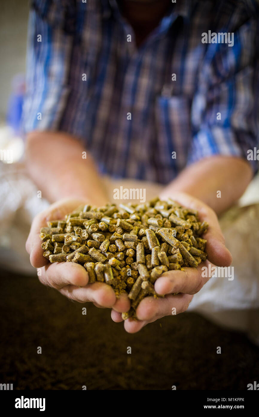 Close up image of hands holding animal feed at a stock yard Stock Photo ...