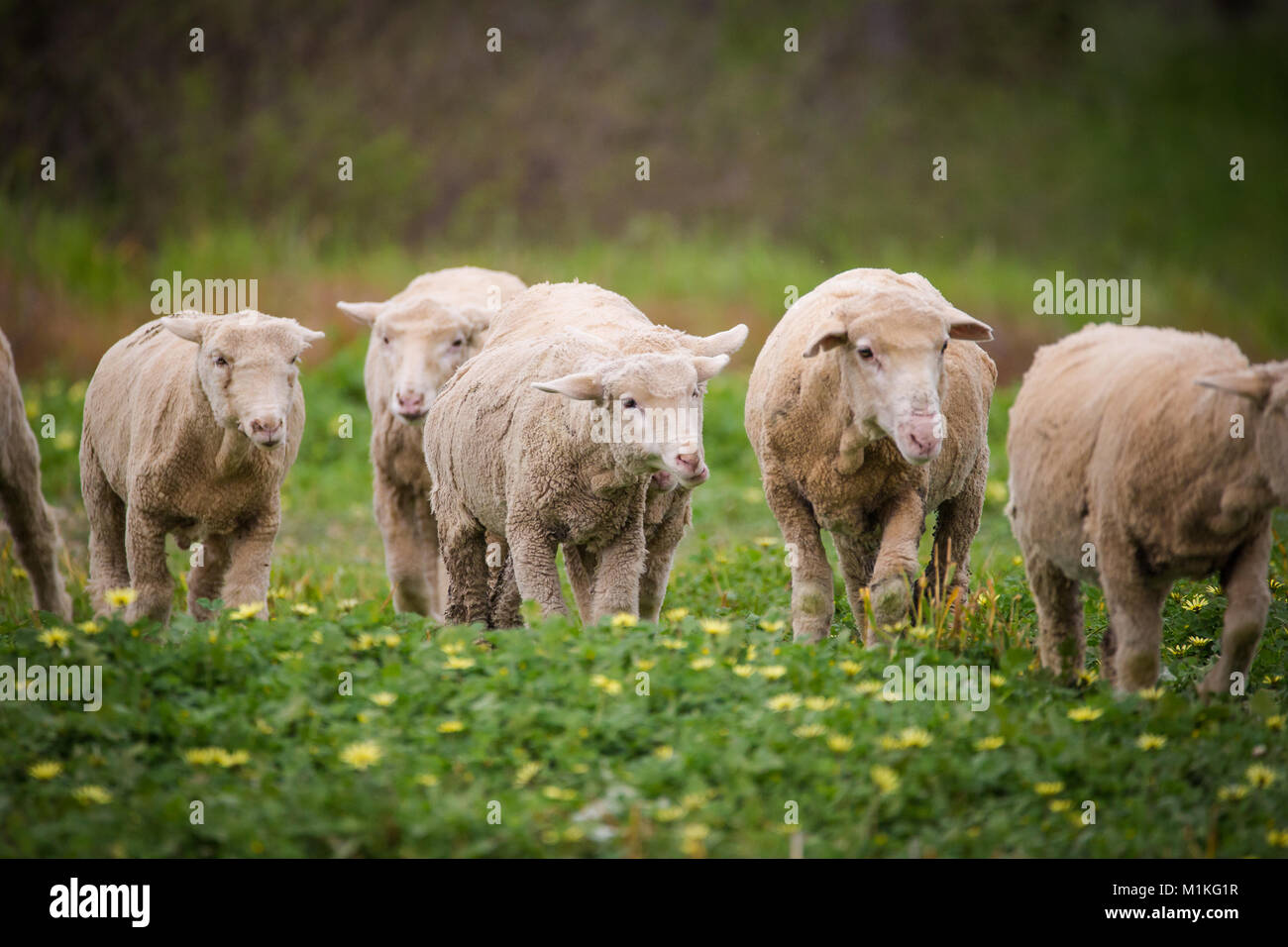 Close up view of a flock of sheep on a green pasture Stock Photo - Alamy