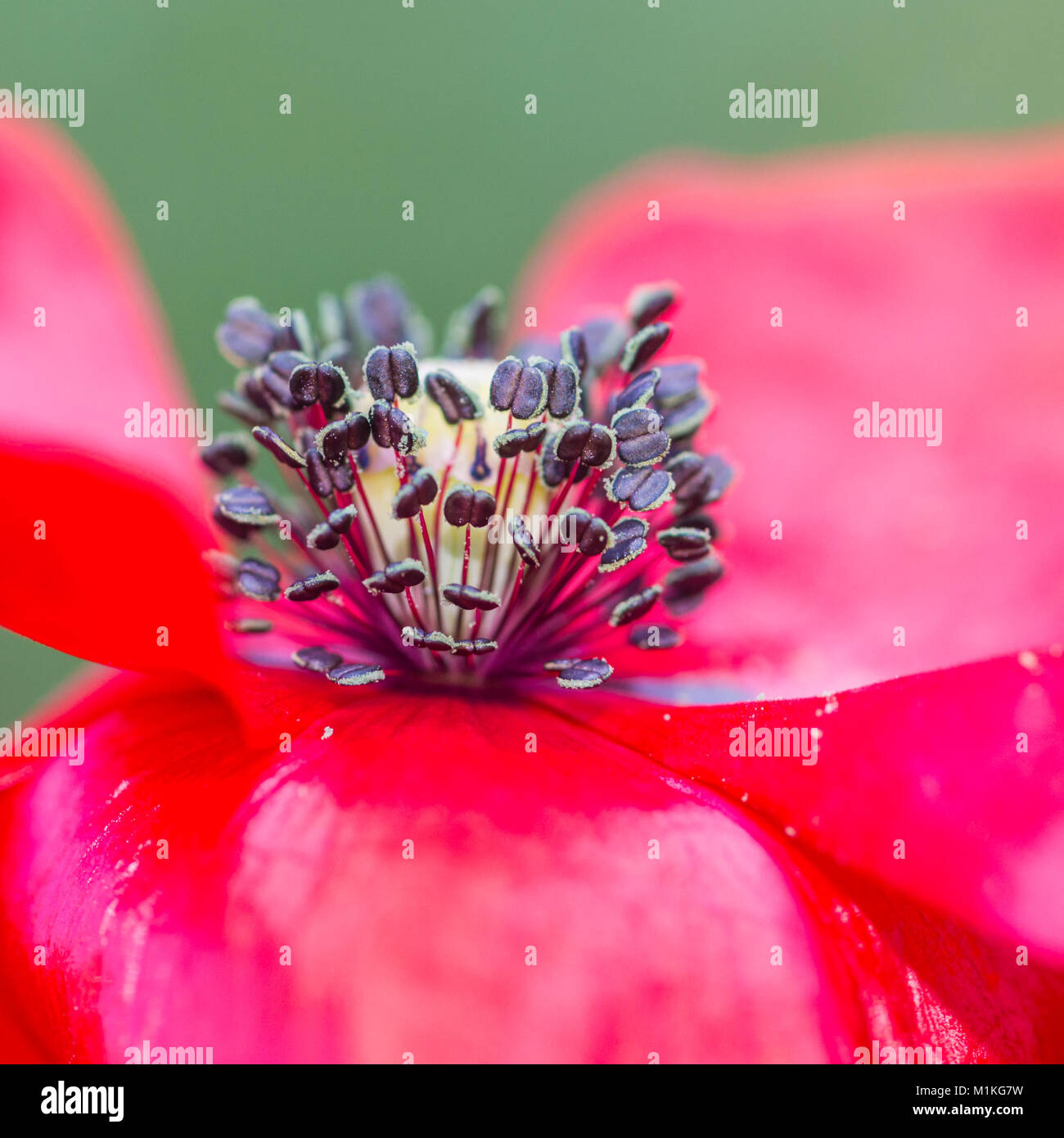 A macro shot of a red poppy bloom Stock Photo - Alamy