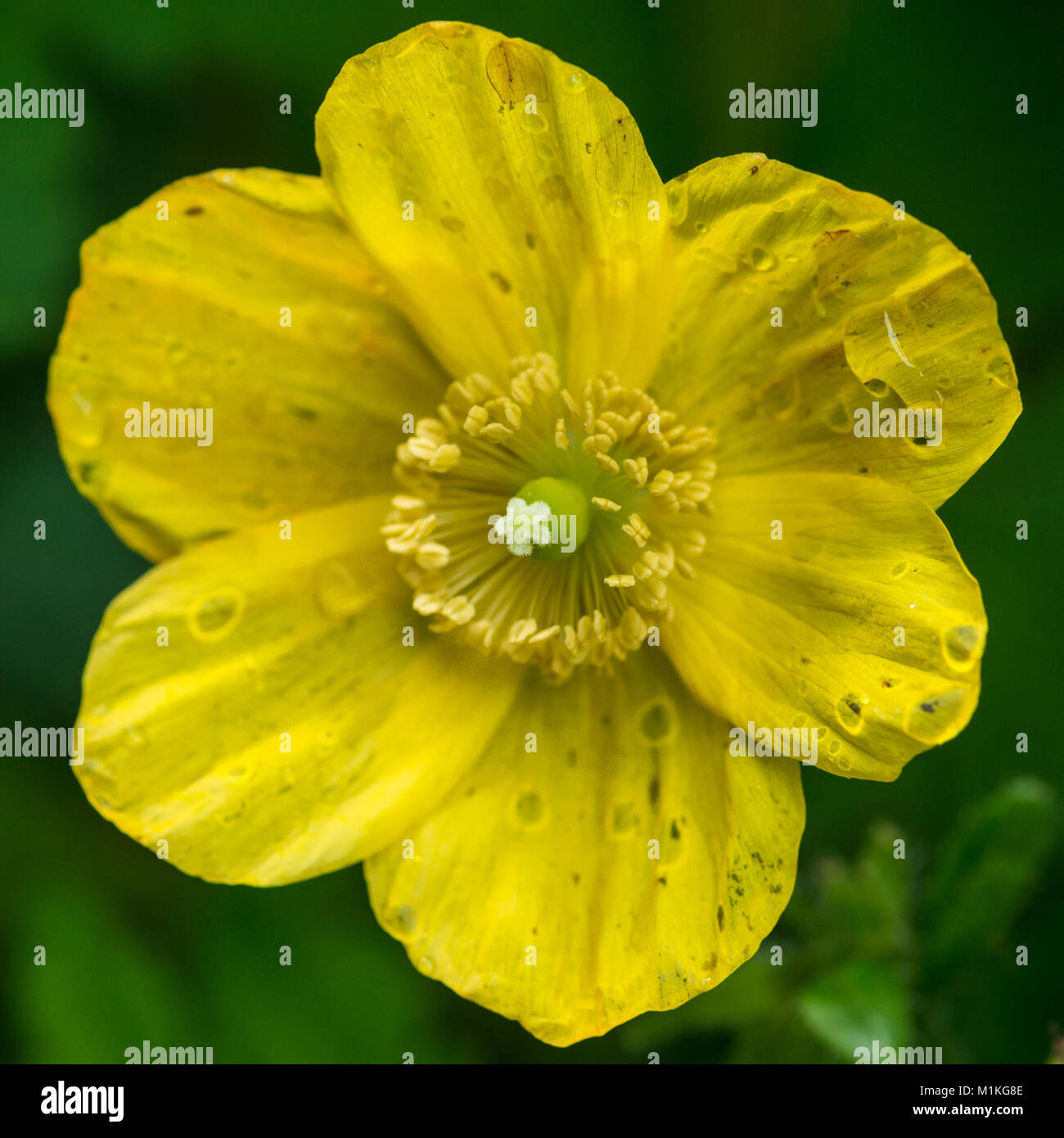 Yellow poppy stigma hi-res stock photography and images - Alamy