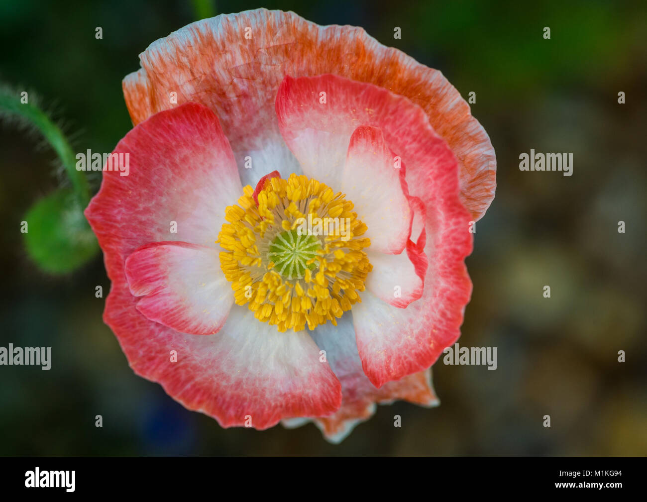 A macro shot of a poppy 'falling in love' bloom Stock Photo - Alamy