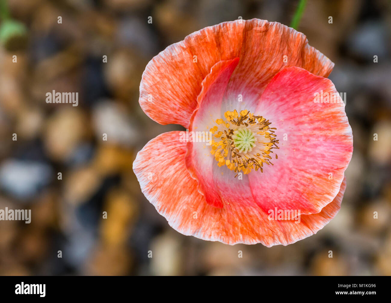 Poppy love hi-res stock photography and images - Alamy