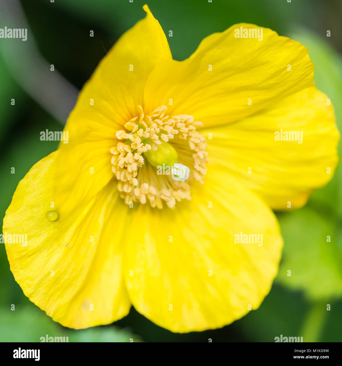 Welsh poppy nature flower hi-res stock photography and images - Alamy