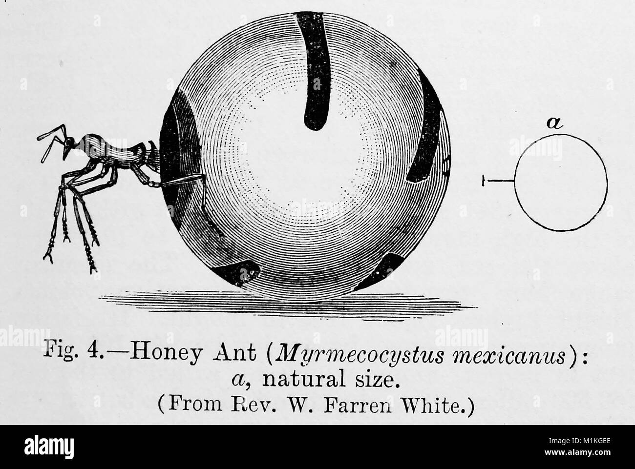 An 1889 illustration from Chamber's Encyclopedia - illustration of a ...