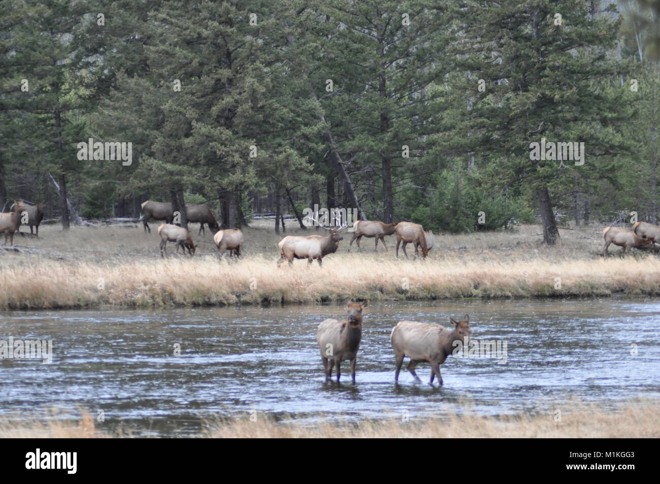 Elk Herd crossing river in Yellowstone National Park Stock Photo - Alamy