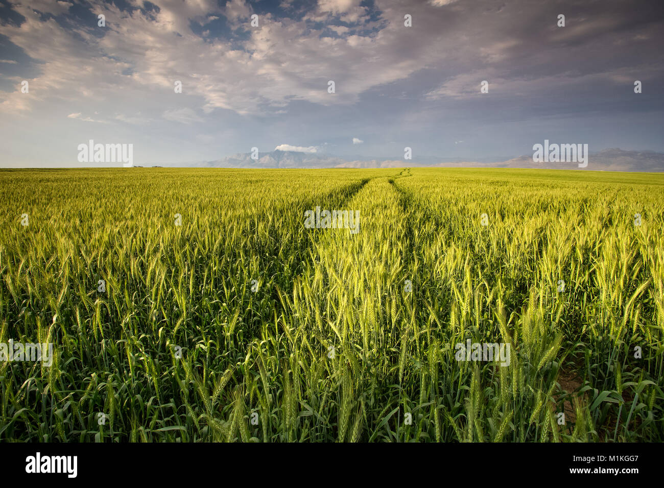 Wide angle landscape image of a bright green wheat field in the ...