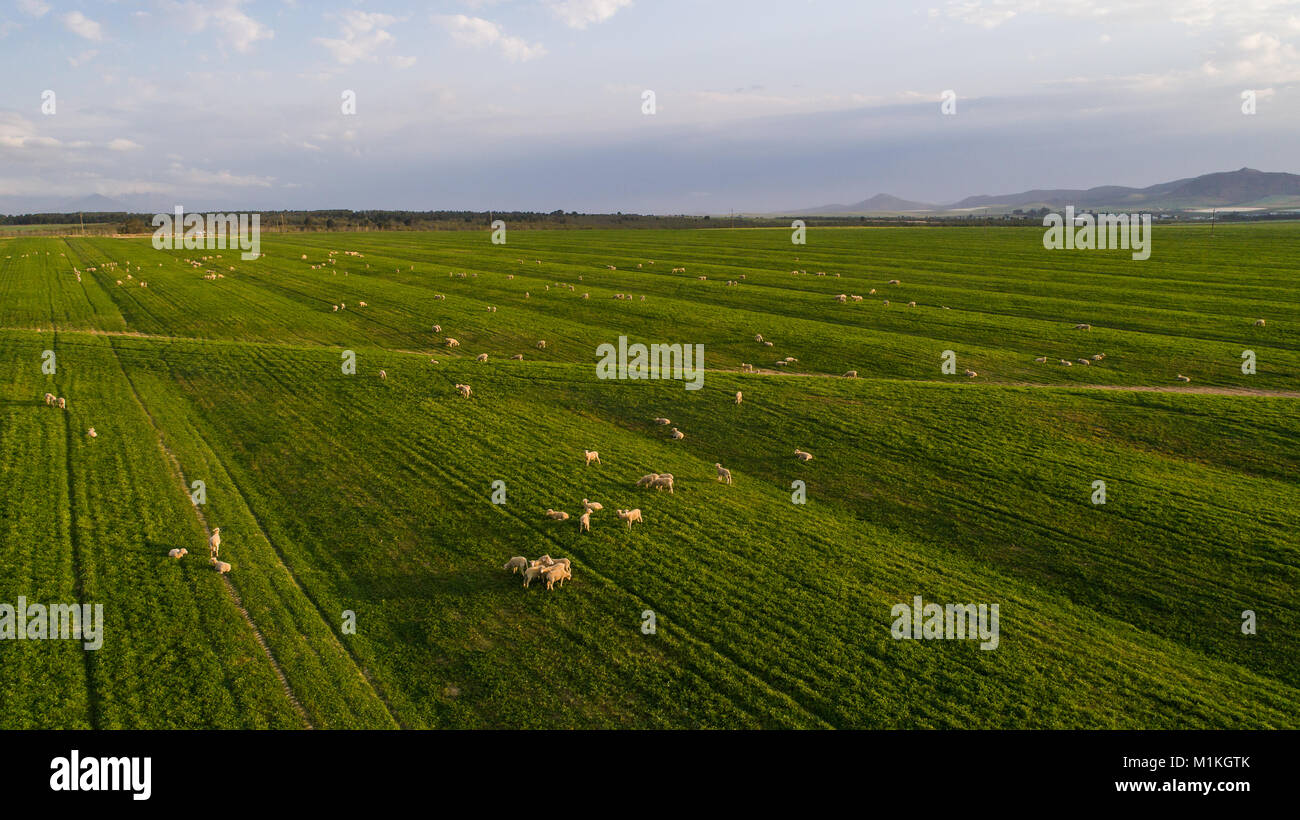 Aerial View Herd Sheep High Resolution Stock Photography and Images - Alamy