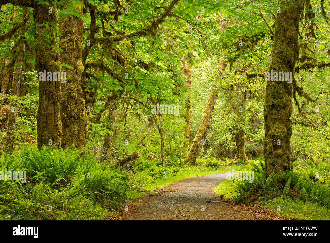Moss covered trees along hi-res stock photography and images - Alamy