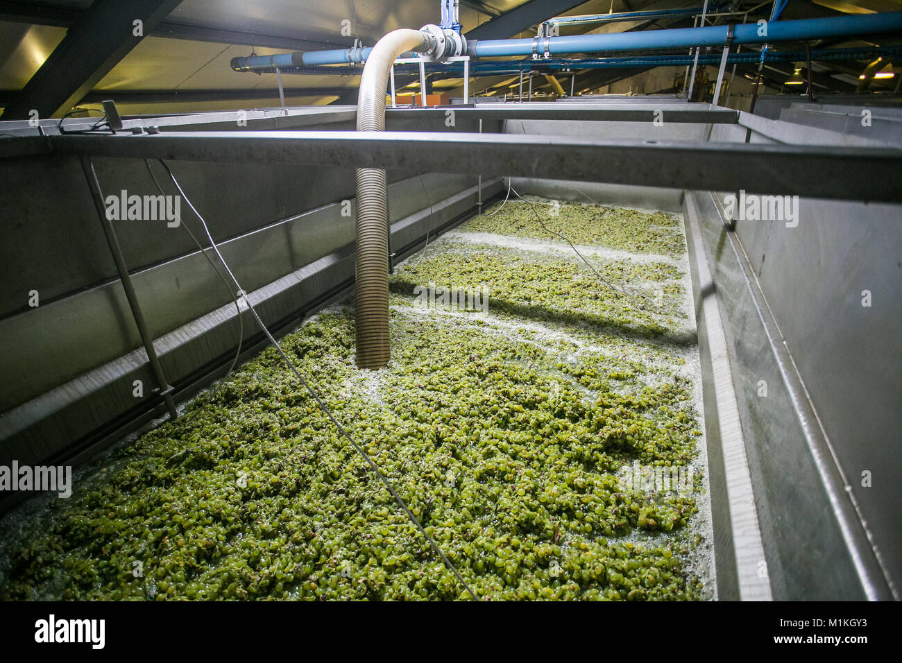 White grapes in the strainer to strain of all the juice before the ...