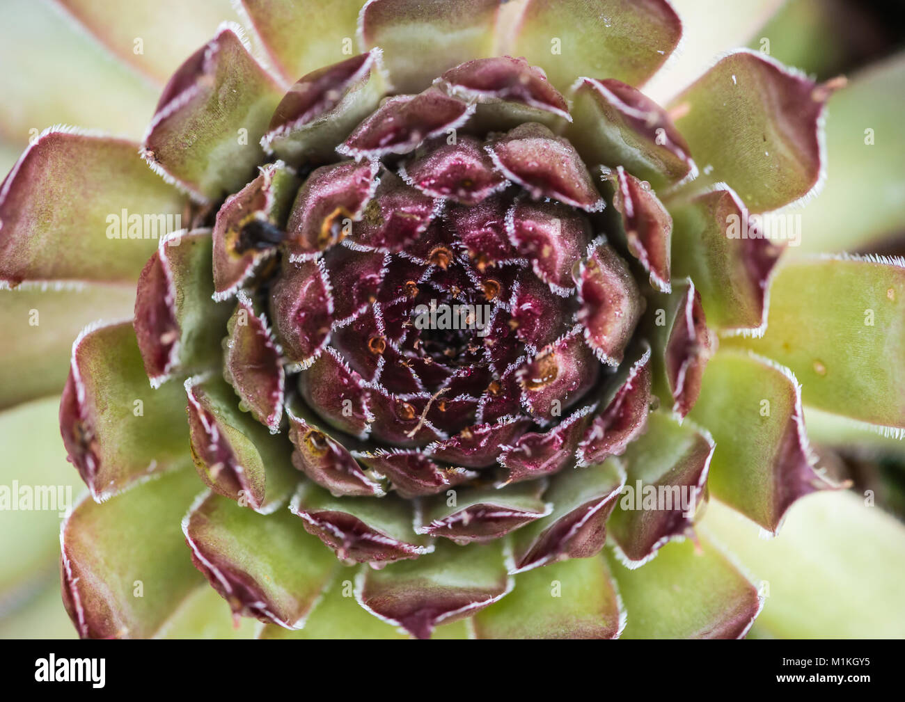 Houseleek plant hi-res stock photography and images - Alamy
