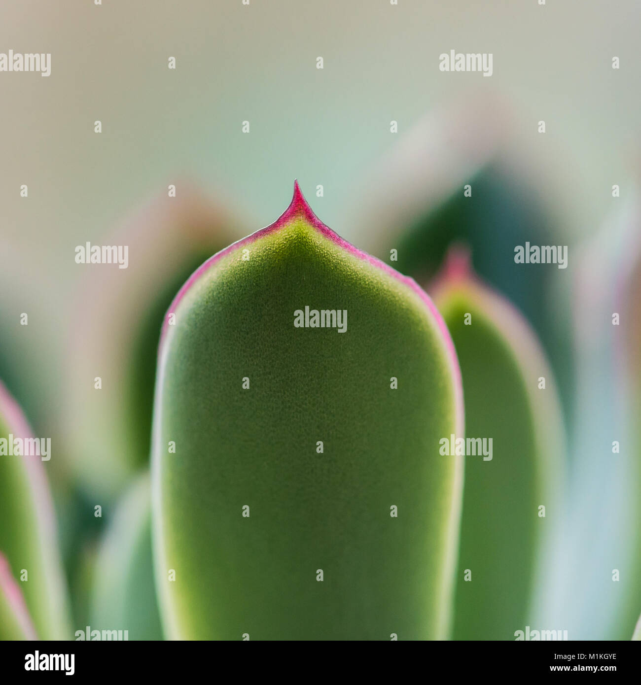 Pointy tip hi-res stock photography and images - Alamy