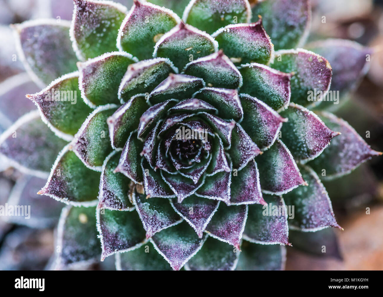 Houseleek plant hi-res stock photography and images - Alamy
