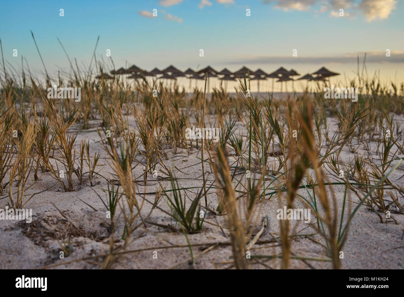 Shrubbery view hi-res stock photography and images - Alamy