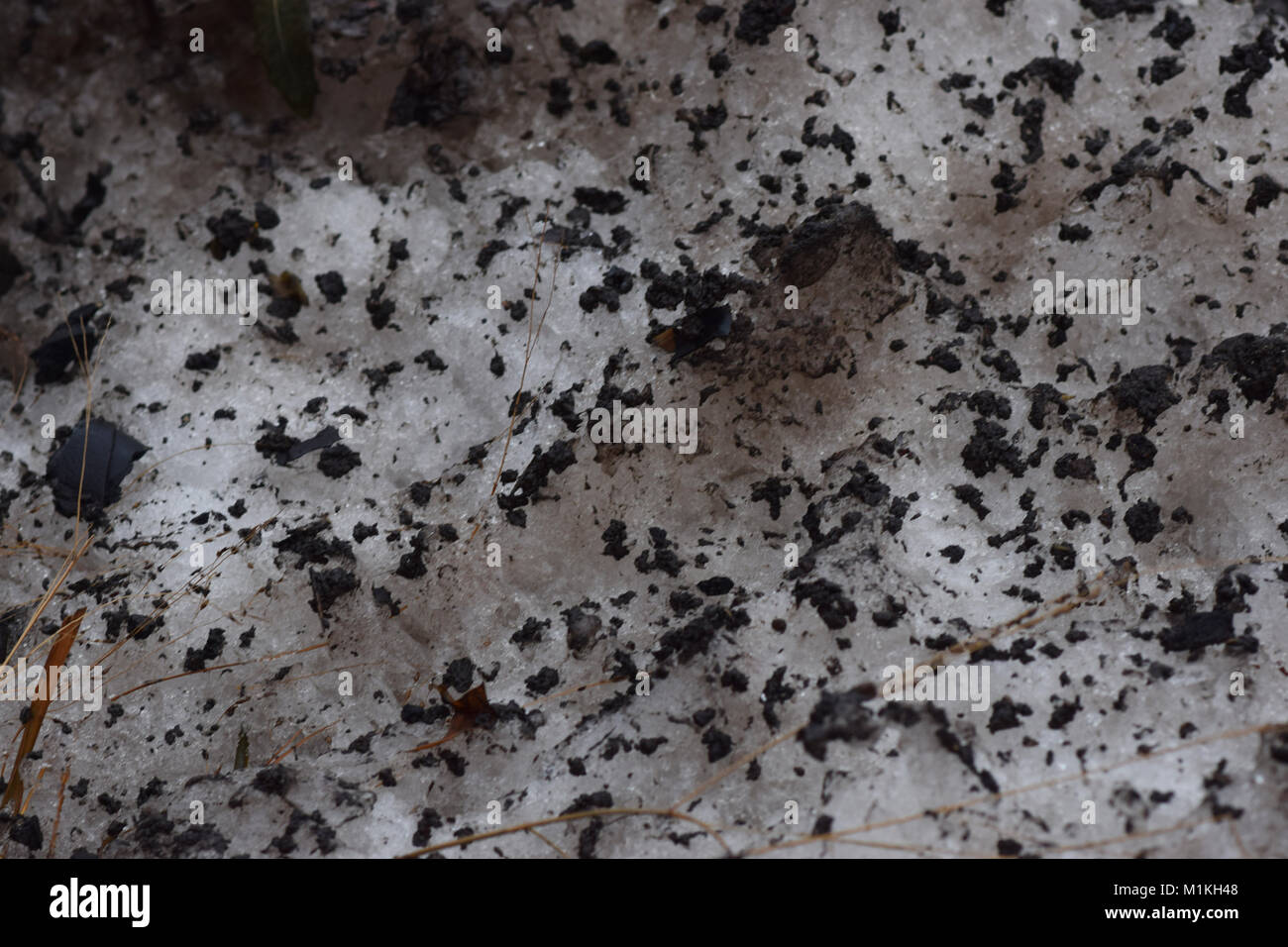Snow pile with dirt, grime, leaves, and cigarette butts, closeup ...