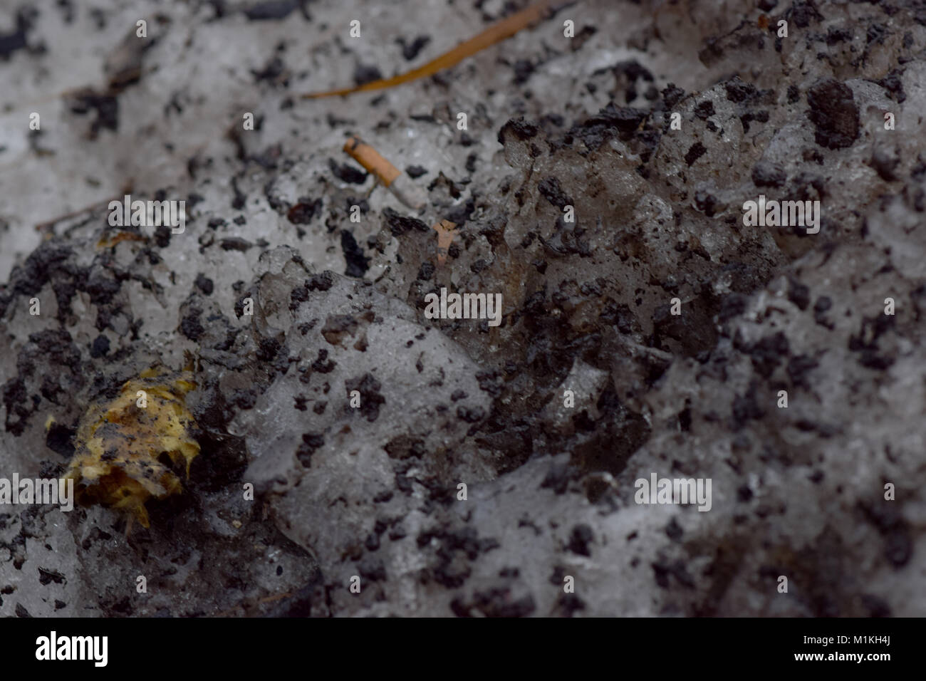 Snow pile with dirt, grime, leaves, and cigarette butts, closeup ...
