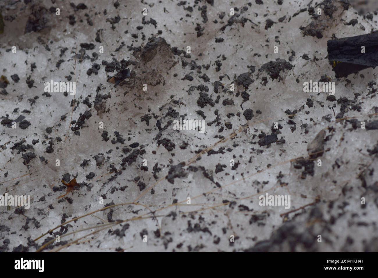 Snow pile with dirt, grime, leaves, and cigarette butts, closeup ...
