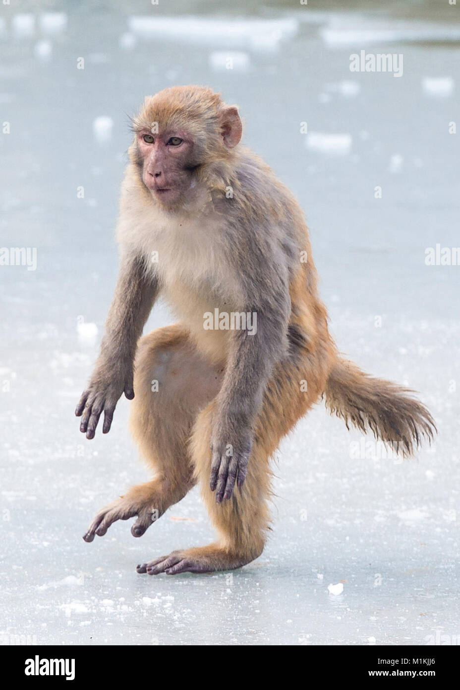 Nanjing, China. 30th Jan, 2018. Monkeys play on frozen lake at a zoo in Nanjing, east China's ...