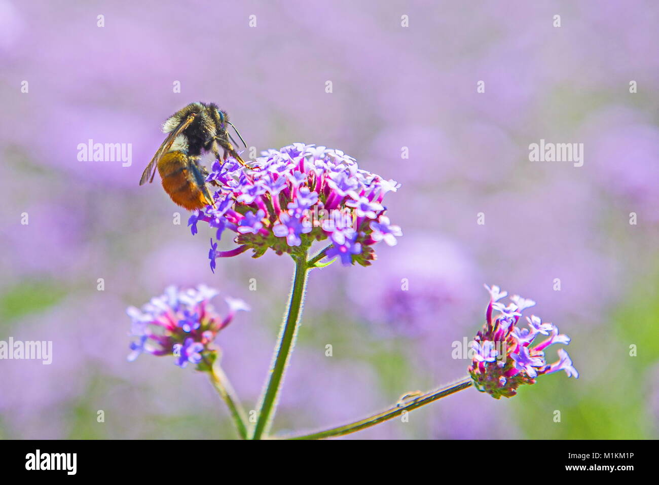 Beijin, Beijin, China. 31st Jan, 2018. Beijing, CHINA-Scenery of ...