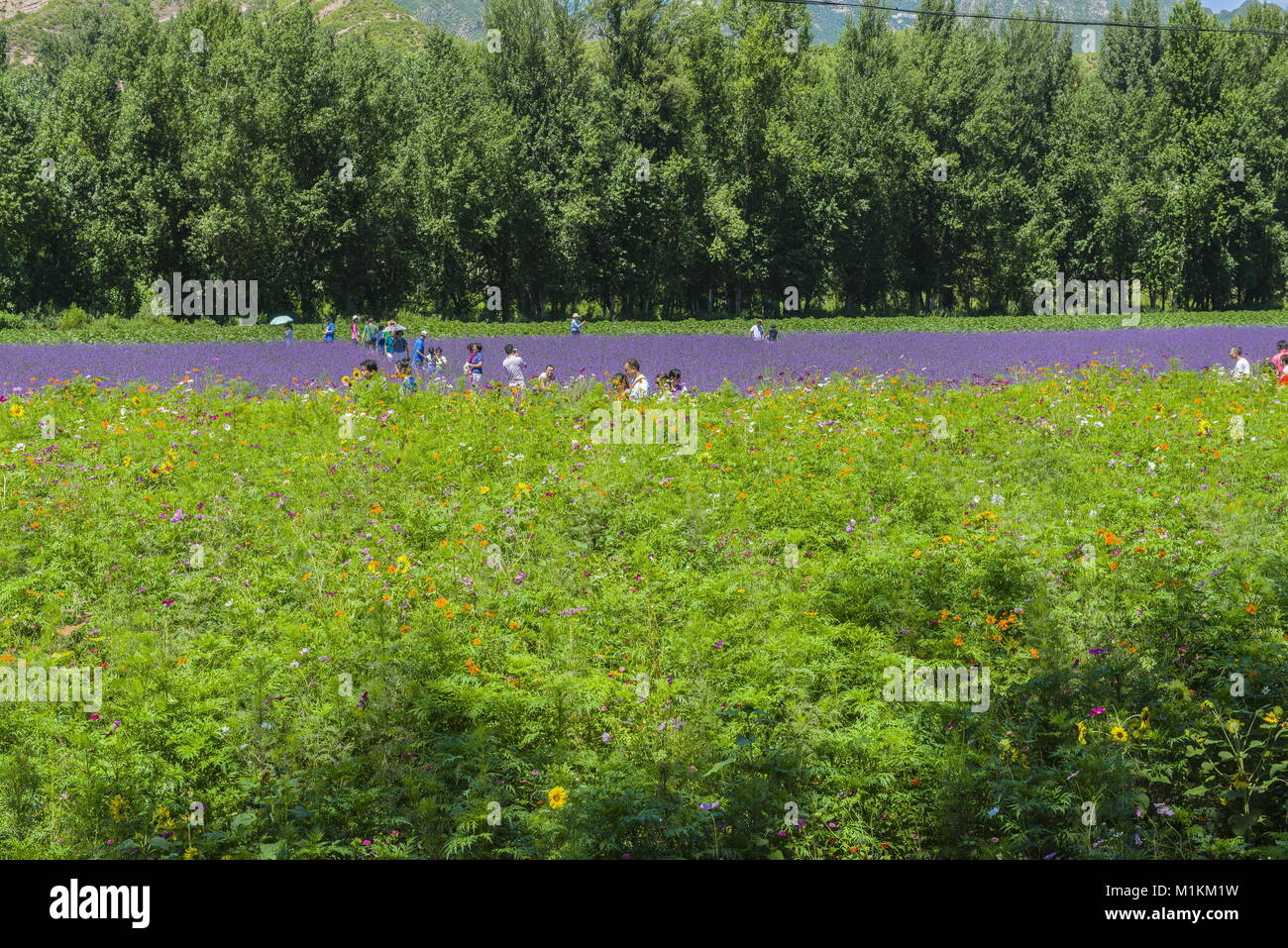 Beijin, Beijin, China. 31st Jan, 2018. Beijing, CHINA-Scenery of ...