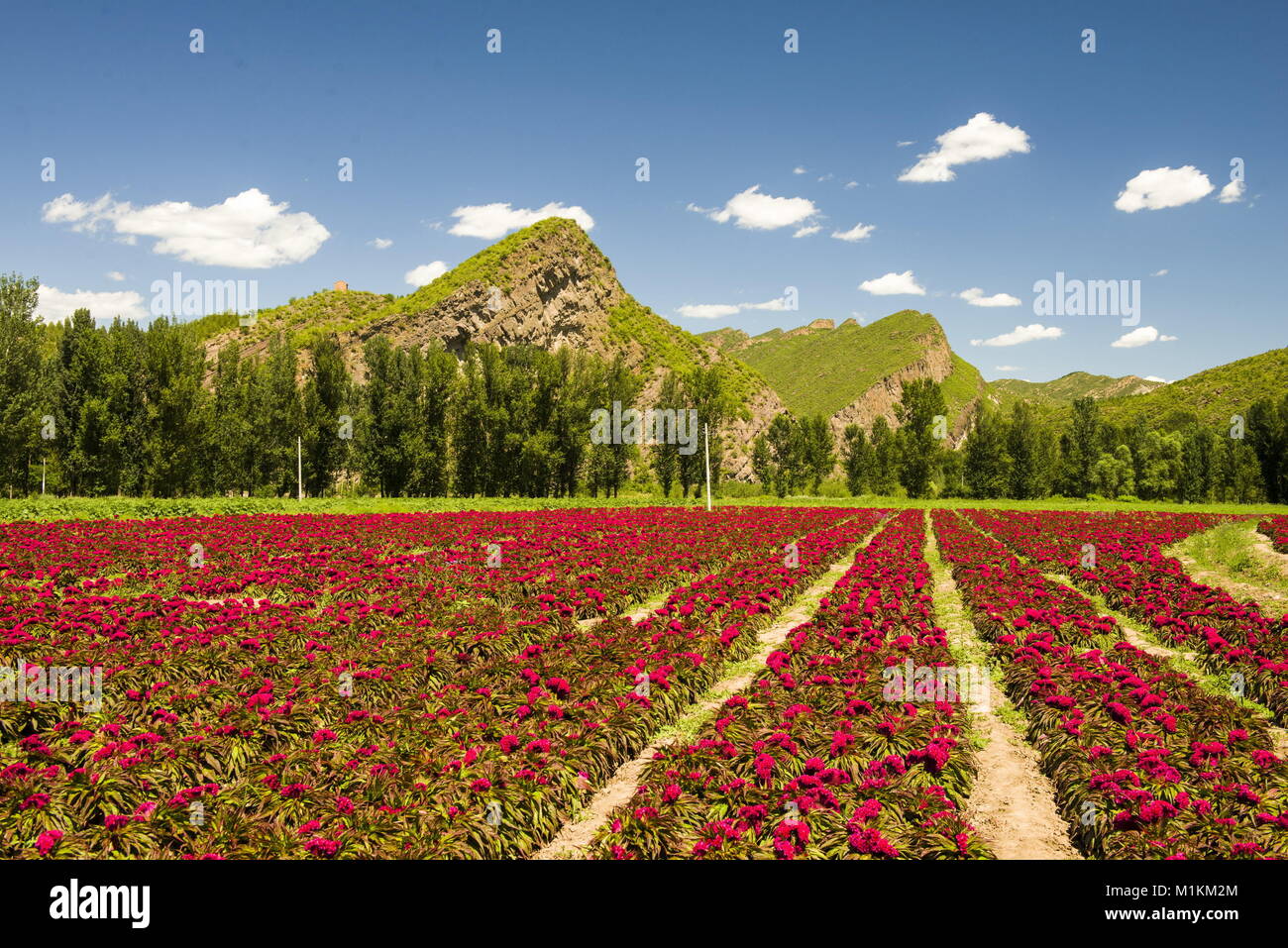 Beijin, Beijin, China. 31st Jan, 2018. Beijing, CHINA-Scenery of ...