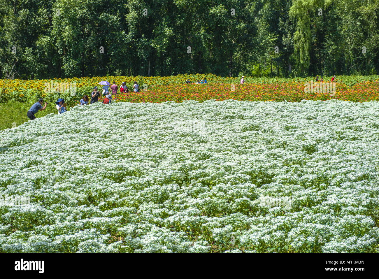 Yanqing geopark hi-res stock photography and images - Alamy