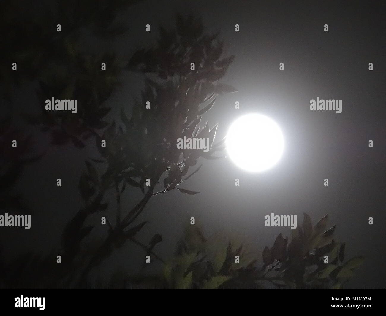 Hackney, London, UK. 31st January, 2018. Super Moon - Blue moon appears ...