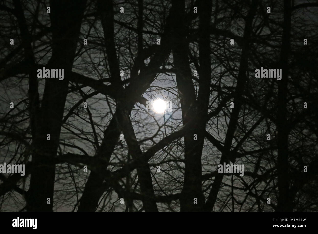 Blue super moon through trees at Hampton Court, London, England, UK ...
