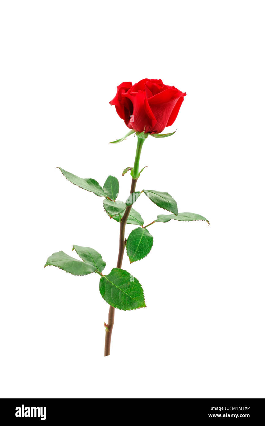 Red rose on a white background. The isolated object. Macroshooting ...
