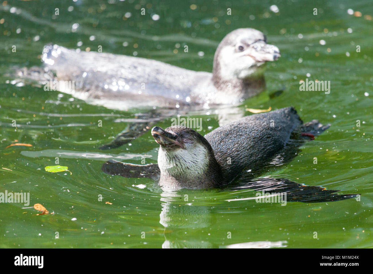 a little penguin swims in a lake Stock Photo - Alamy