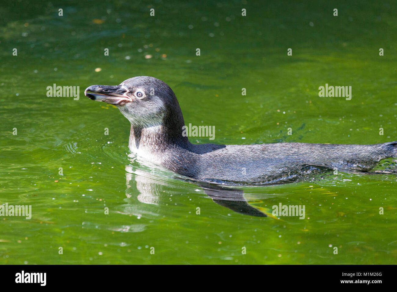 a little penguin swims in a lake Stock Photo - Alamy