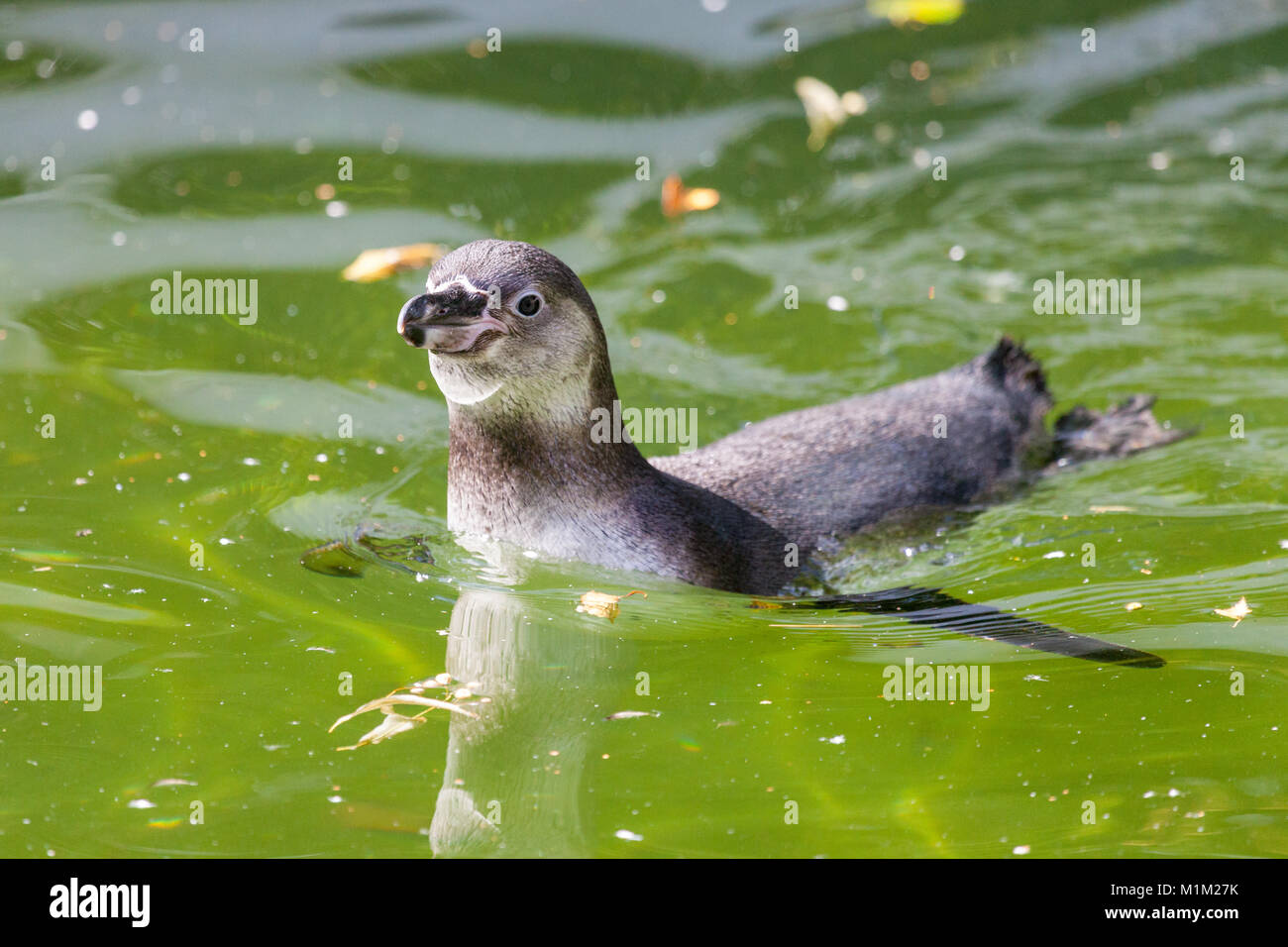 a little penguin swims in a lake Stock Photo - Alamy