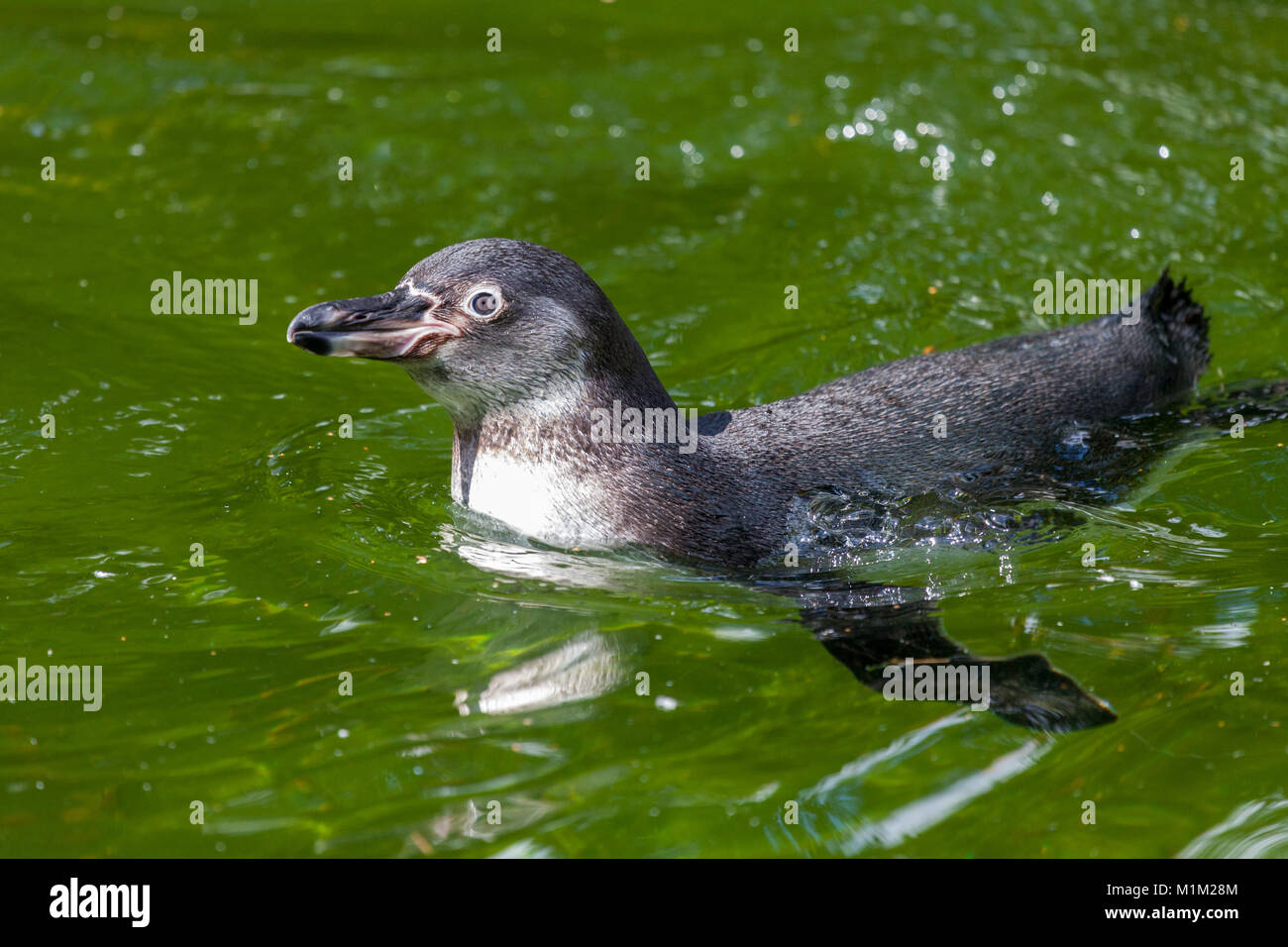 African penguin swims in hi-res stock photography and images - Alamy