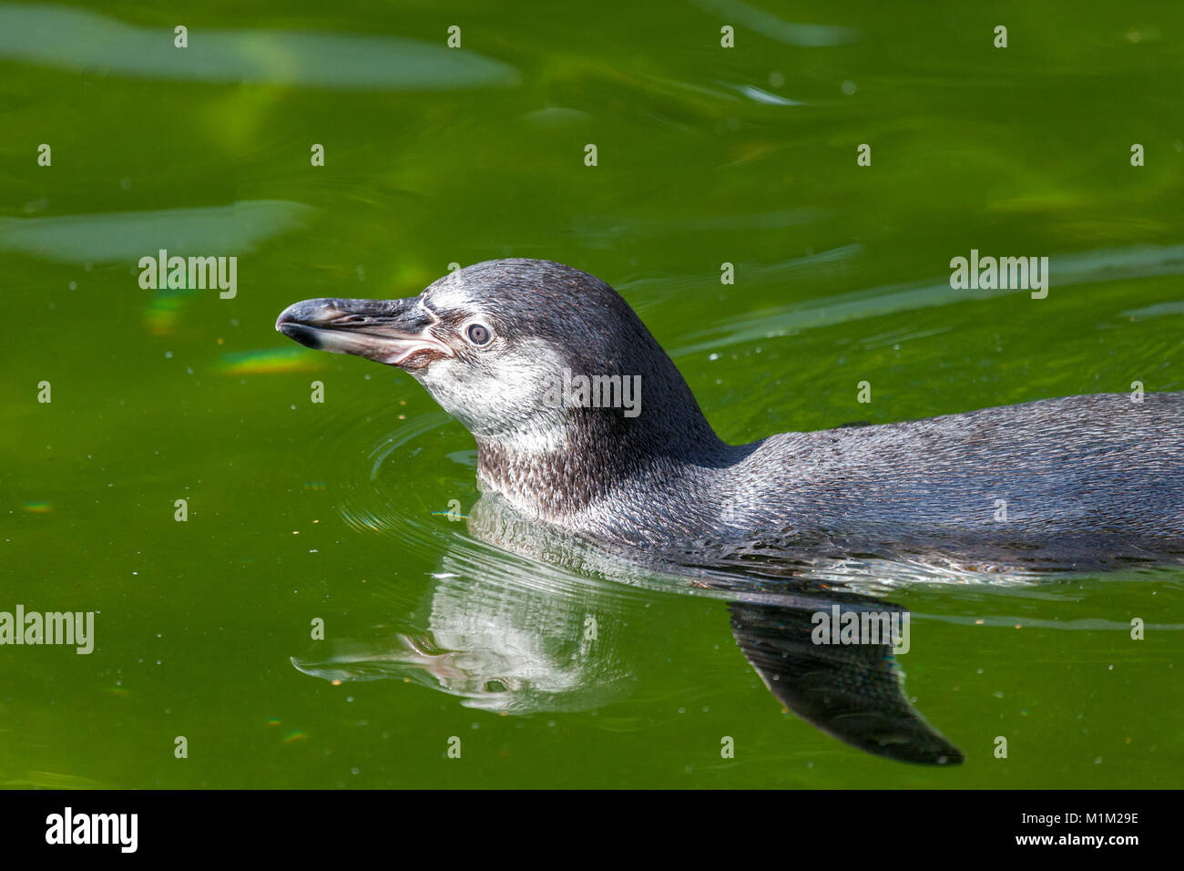 African penguin swims in hi-res stock photography and images - Alamy