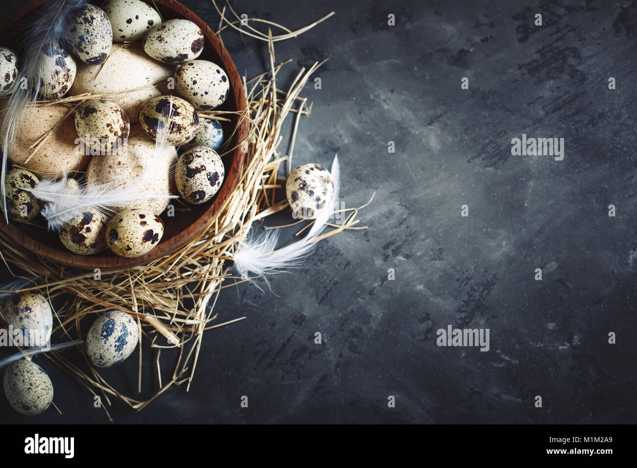 Goose and quail eggs against a dark background. Easter still life Stock ...