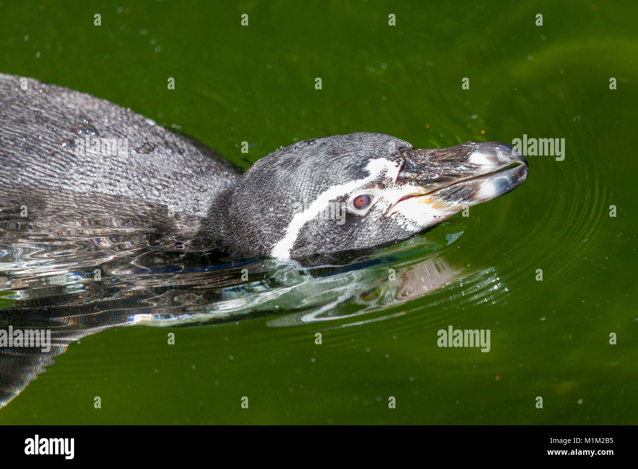 Group of little penguins hi-res stock photography and images - Alamy