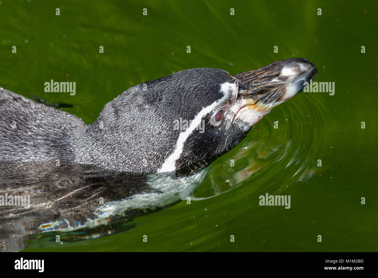 a little penguin swims in a lake Stock Photo - Alamy