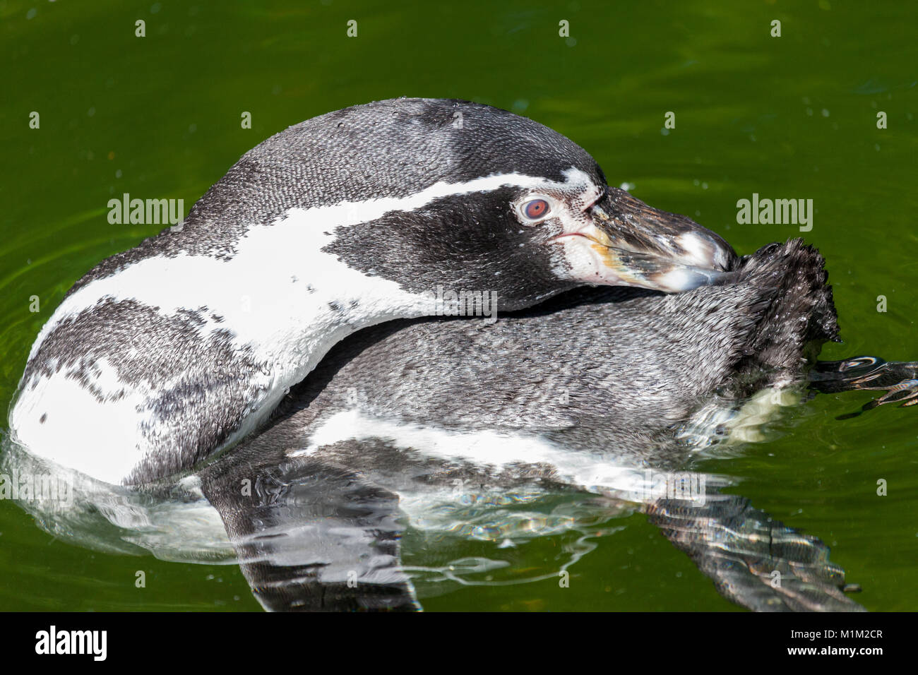 a little penguin swims in a lake Stock Photo - Alamy