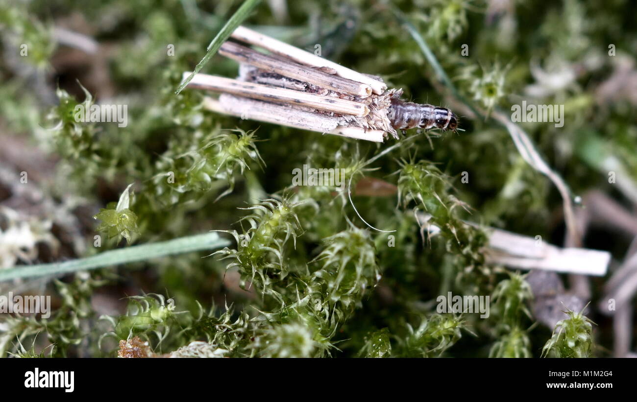 animal larva trichoptera on moss background Stock Photo - Alamy