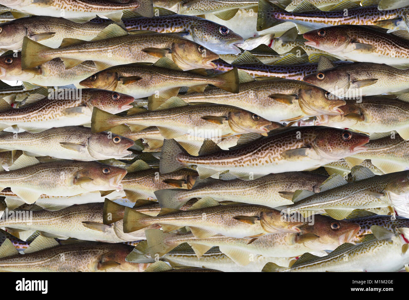 big cod fishes background Stock Photo - Alamy