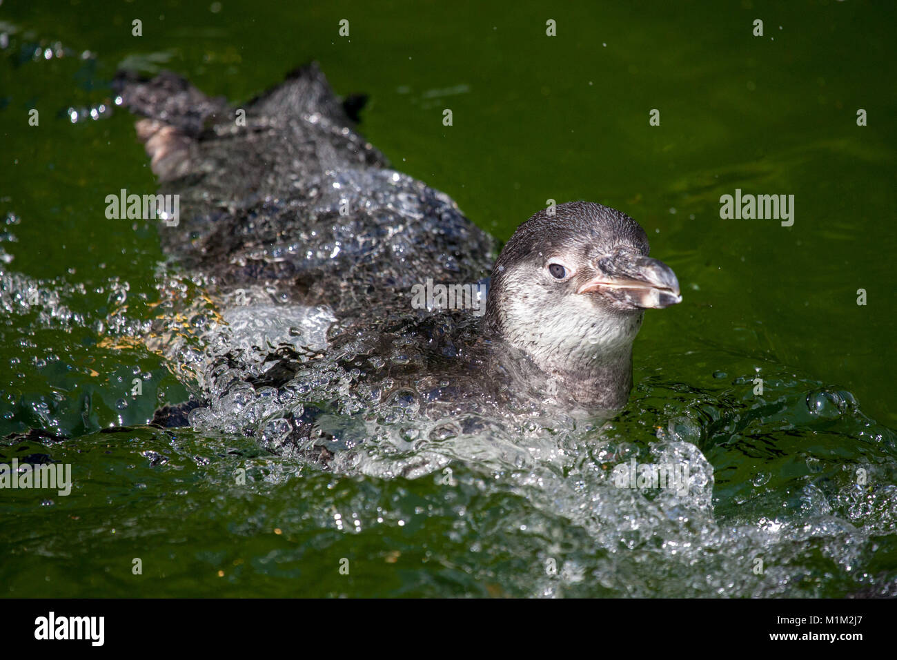 Little penguins habitat hi-res stock photography and images - Alamy