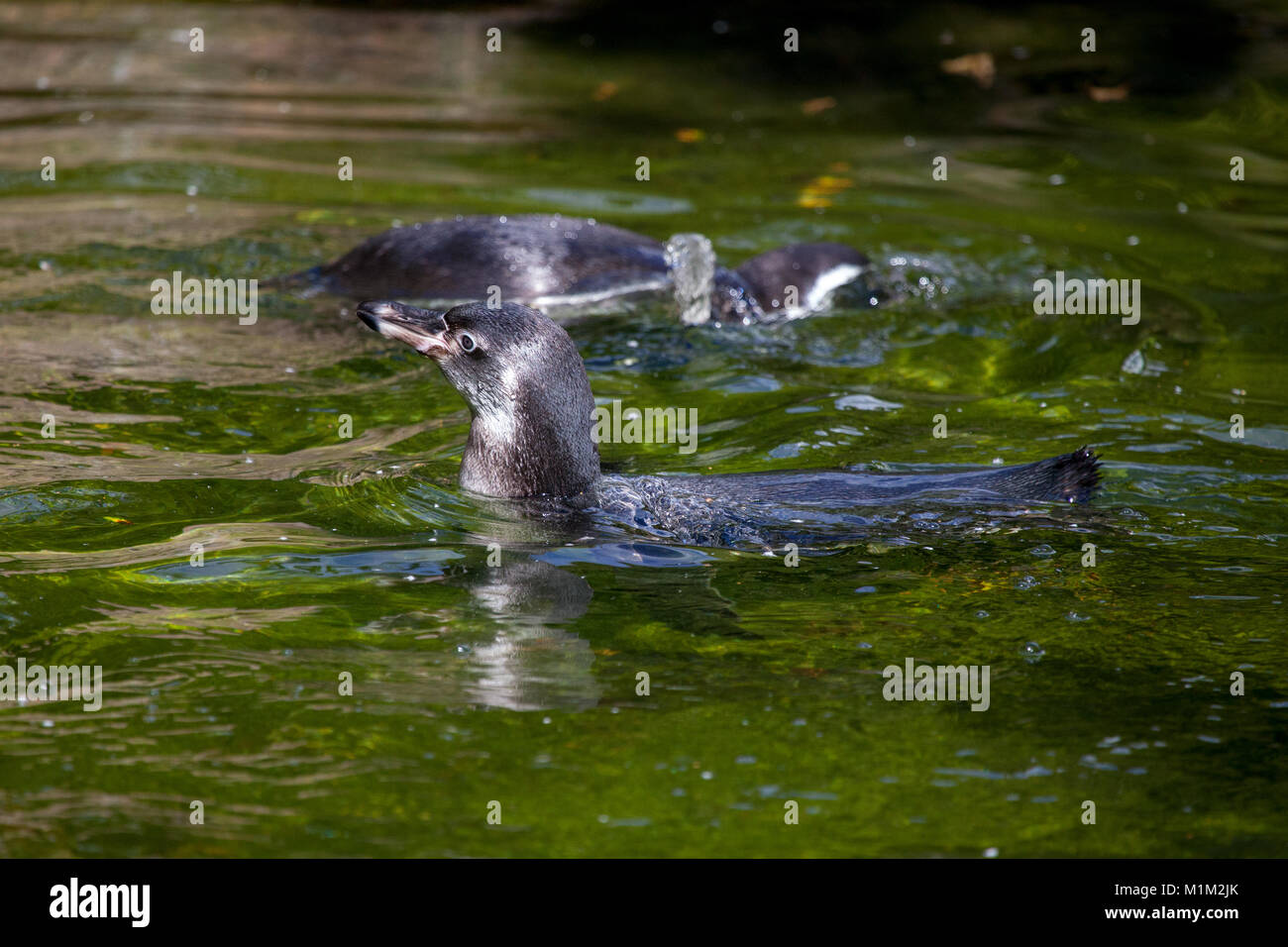 Little penguins habitat hi-res stock photography and images - Alamy