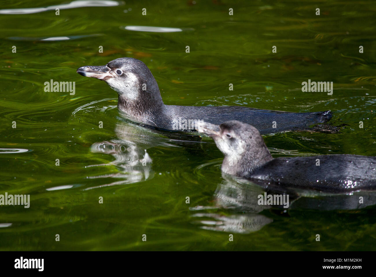 a little penguin swims in a lake Stock Photo - Alamy