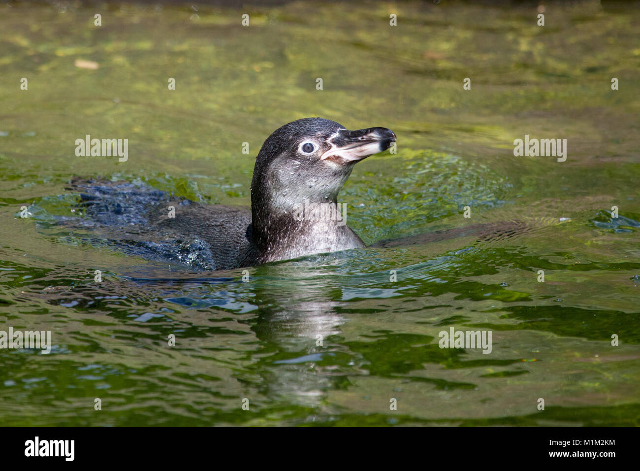 African penguin swims in hi-res stock photography and images - Alamy