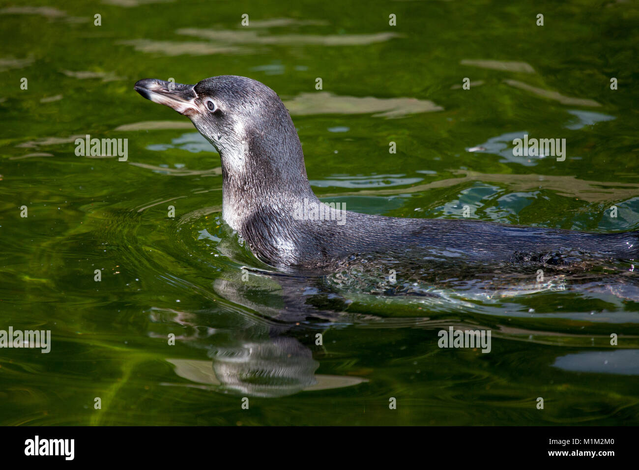 a little penguin swims in a lake Stock Photo - Alamy